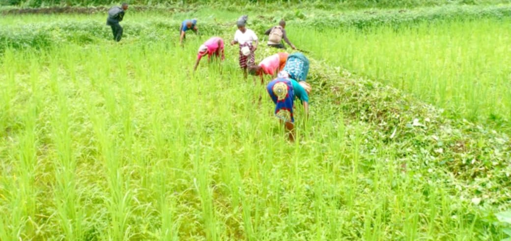 Bomi Smallholder Farmers Plead for Government Support to Boost Rice ...