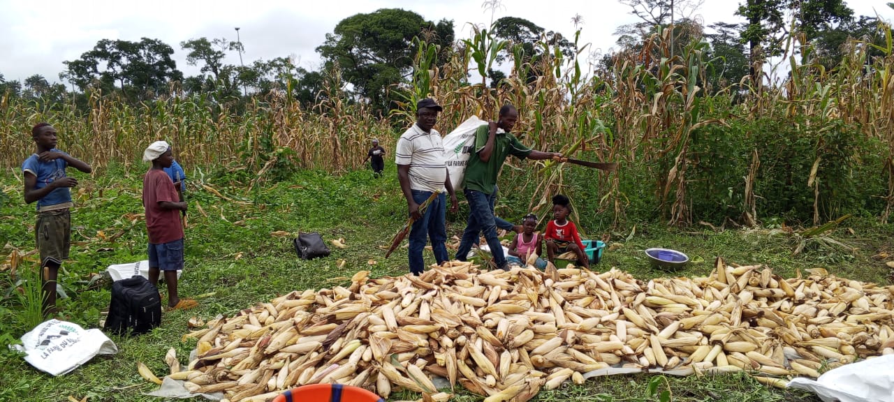 Corn Production Expands in Lofa, But Market Gaps Threaten Profitability ...