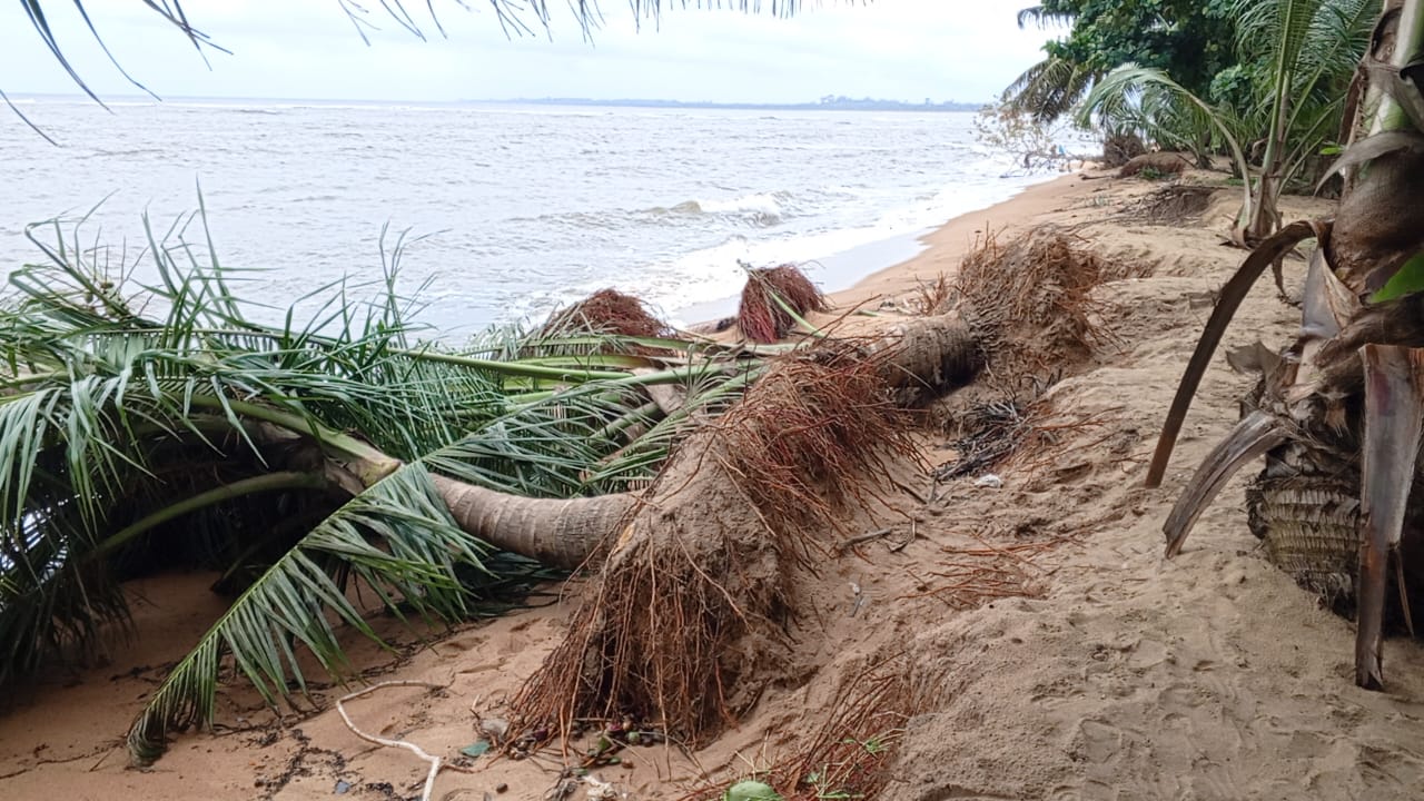 Sea Erosion Threatens the Livelihood of Coconut Oil Producers in ...