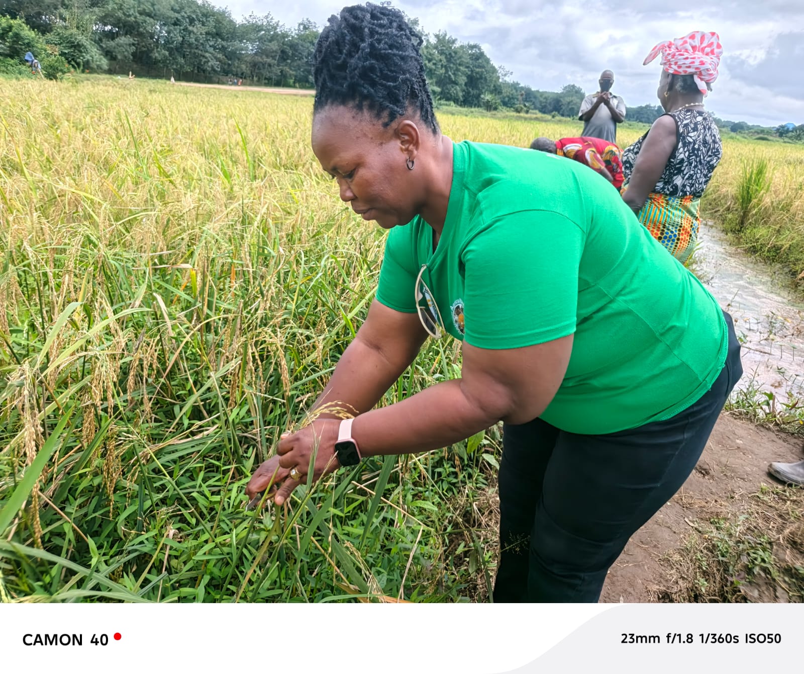 The Ministry of Agriculture Discloses Plan to Empower Farming Groups ...