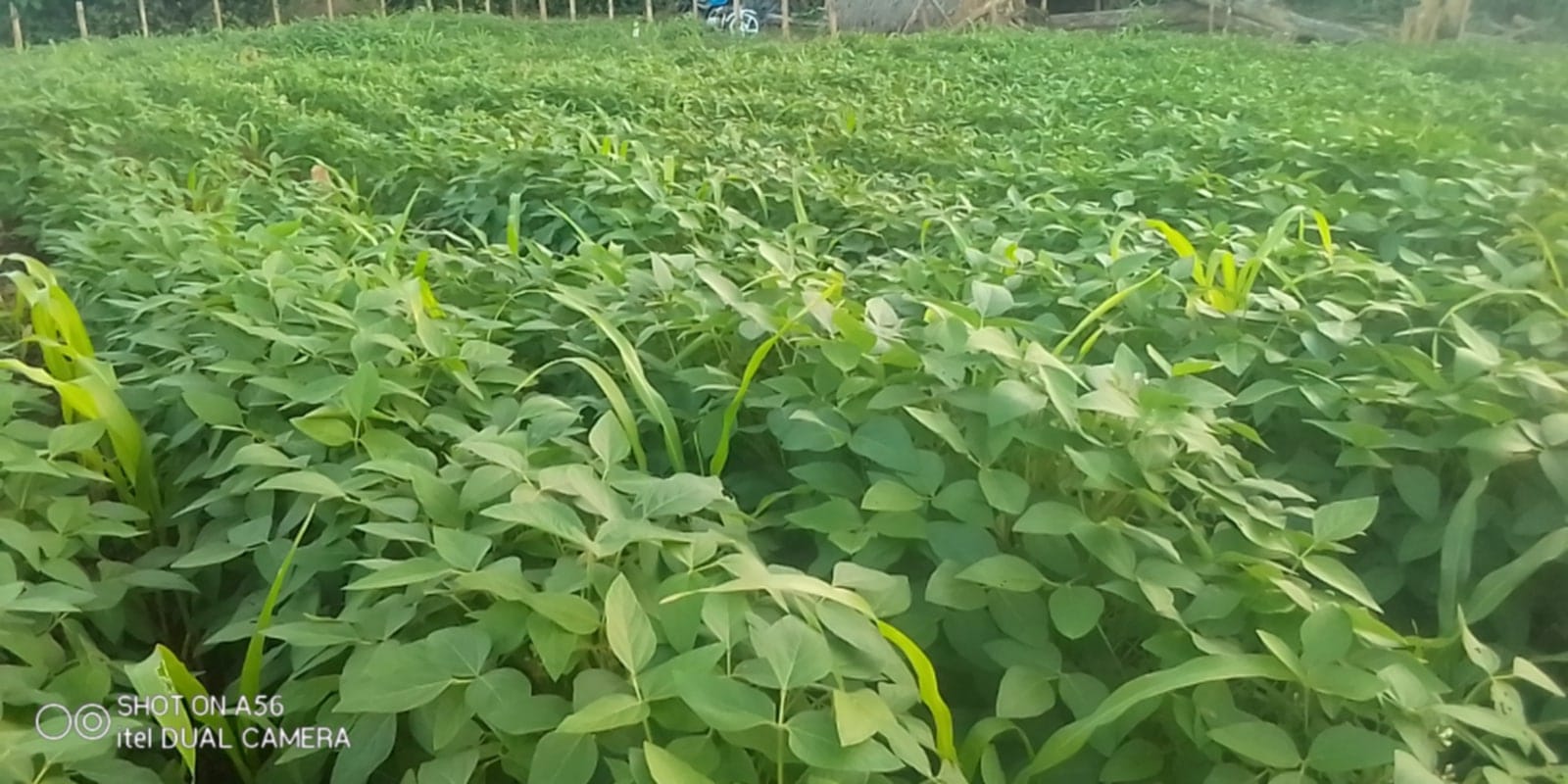Young Agriculturalist Introduces New Bean Variety, Signaling Youth ...